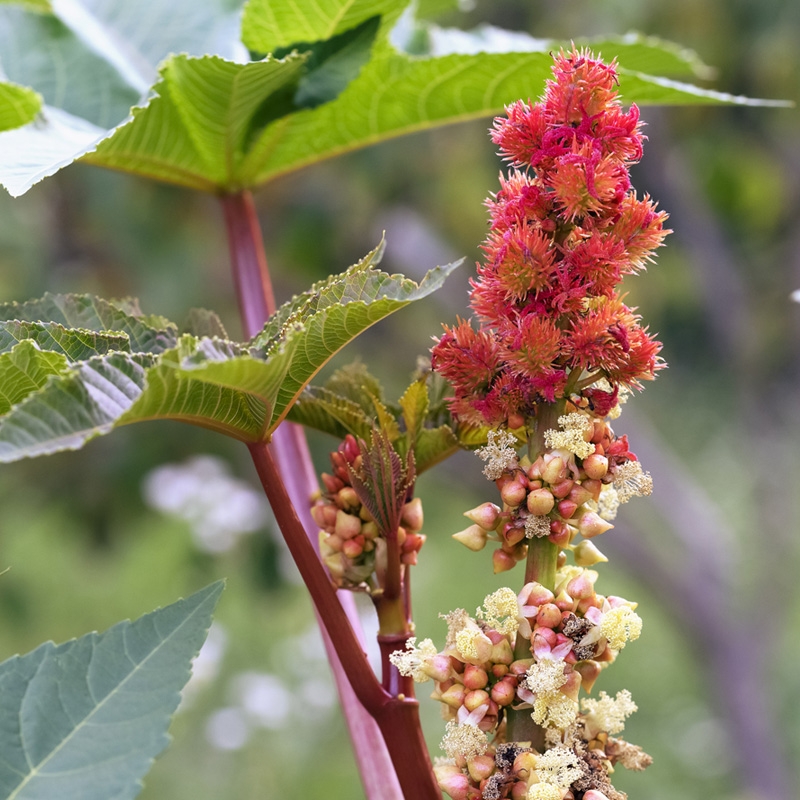 250ml Castor olje (Ricinus communis) India | Telemark Urtebrænderi ...