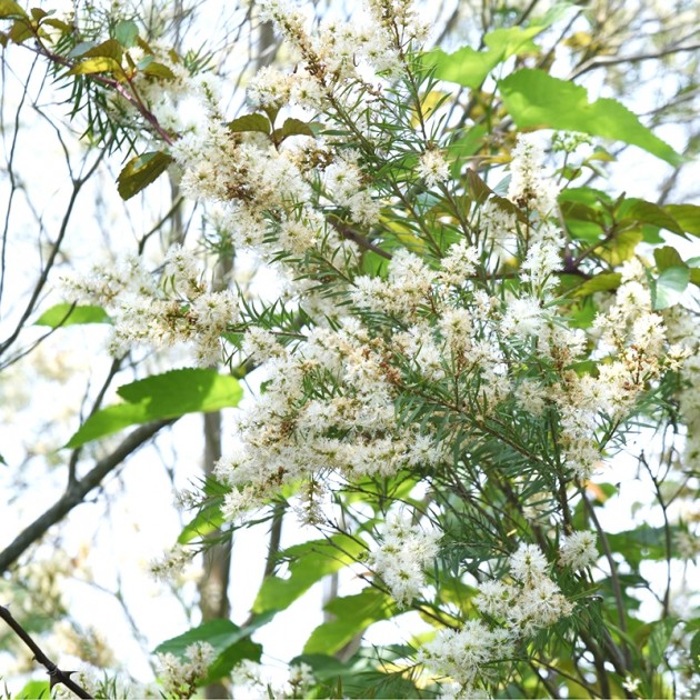 Tea Tree eterisk olje | Telemark Urtebrænderi faghandel for Naturterapi